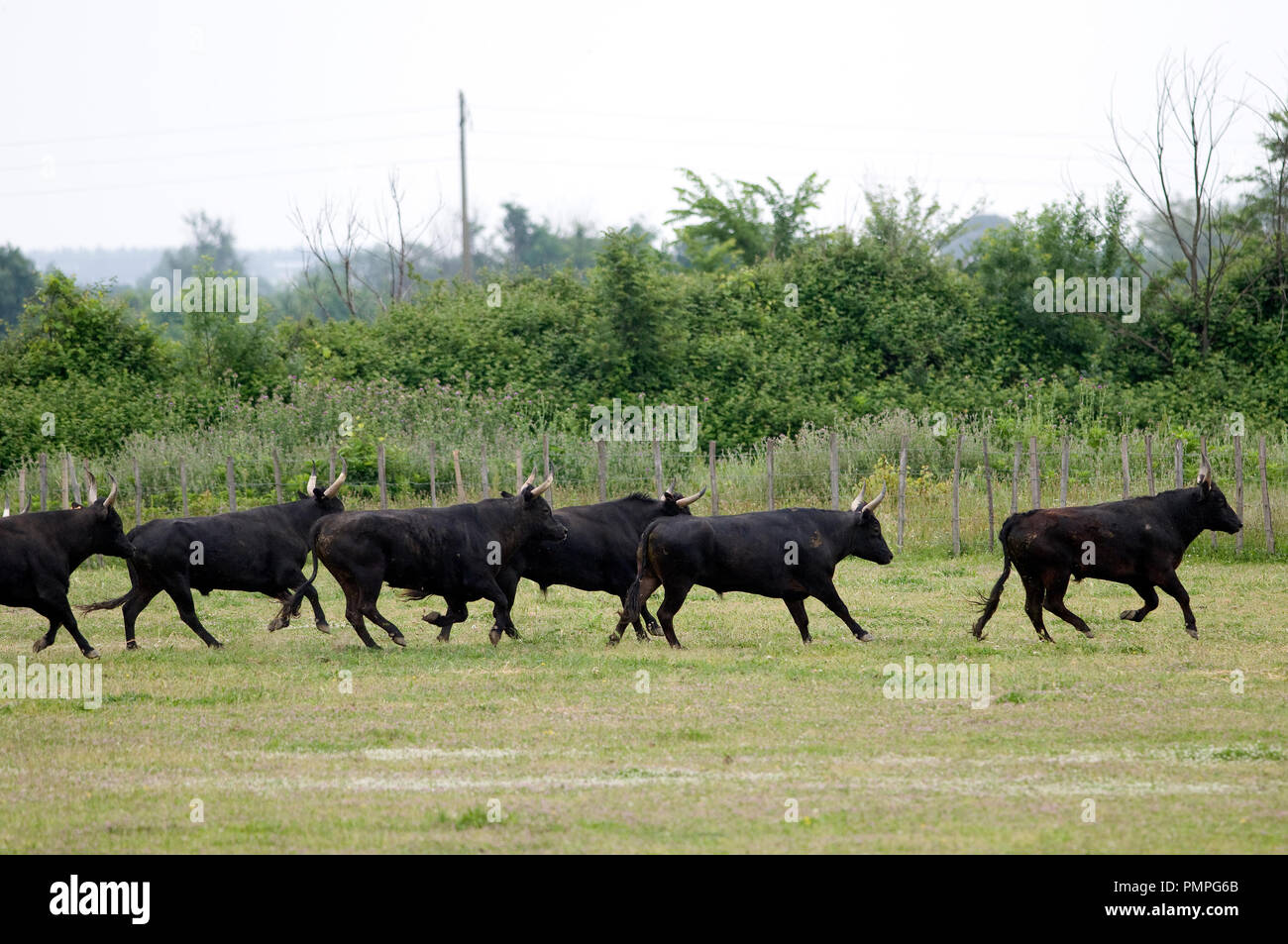 Running with the bulls france hi-res stock photography and images - Alamy