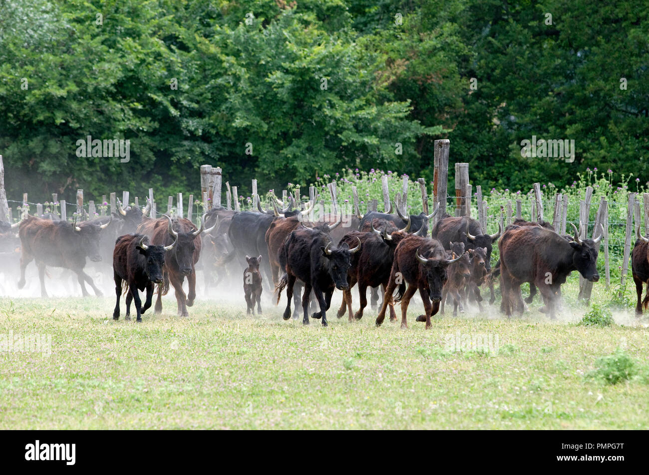 Camargue cattles with calves (Bos taurus), Running, France // Vache ...
