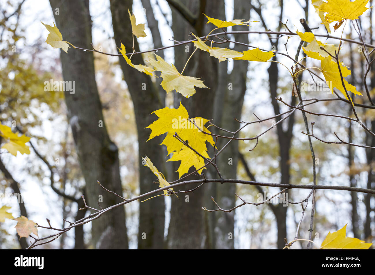 maple tree branch with yellow leaves on blurred autumn forest background Stock Photo - Alamy