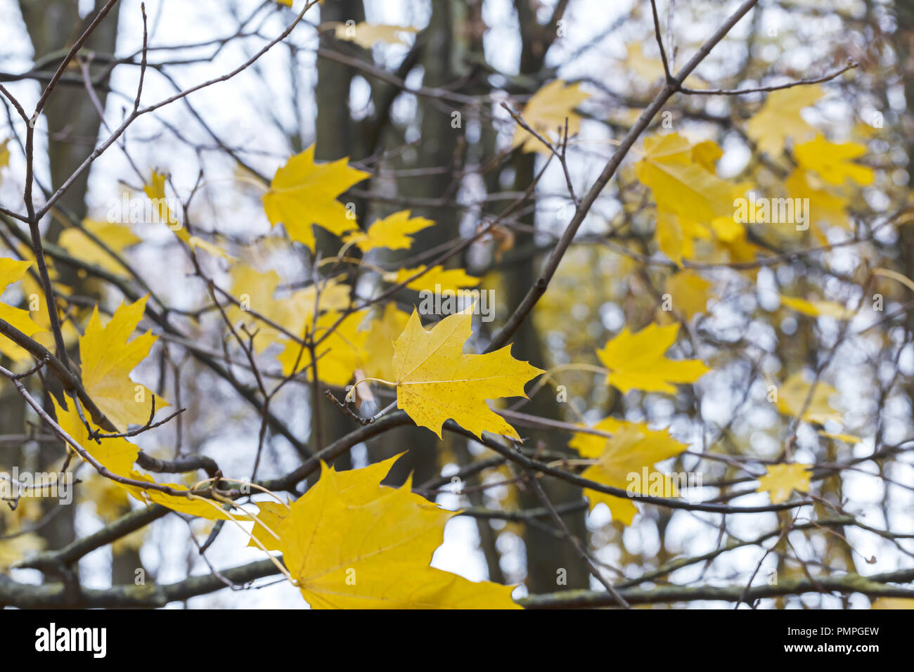 yellow leaves on maple tree branch. blurred autumn park background ...