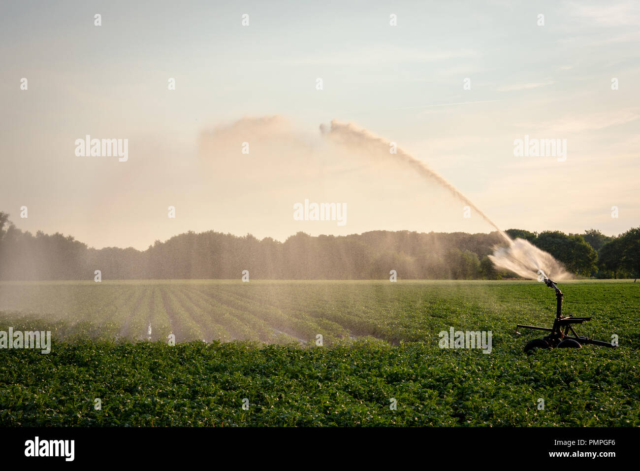Irrigation and watering of farmland with sprinkler equipment Stock ...