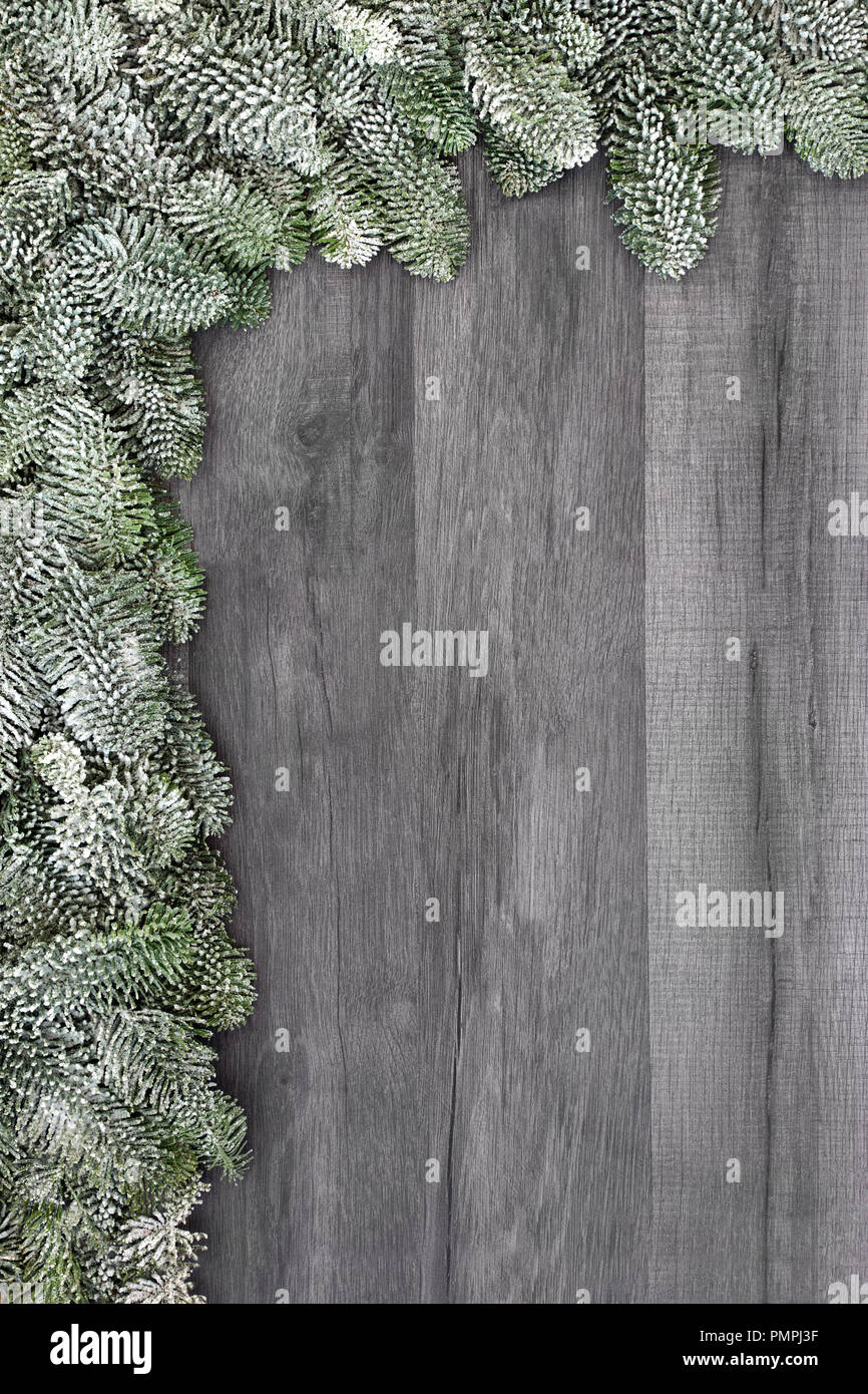 Winter and Christmas background border with snow covered spruce pine ...