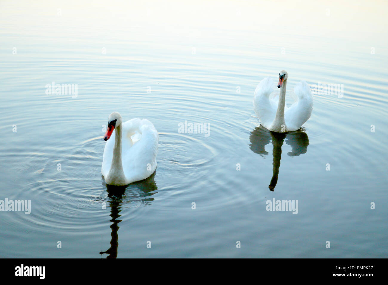 Two swans in canal hi-res stock photography and images - Alamy