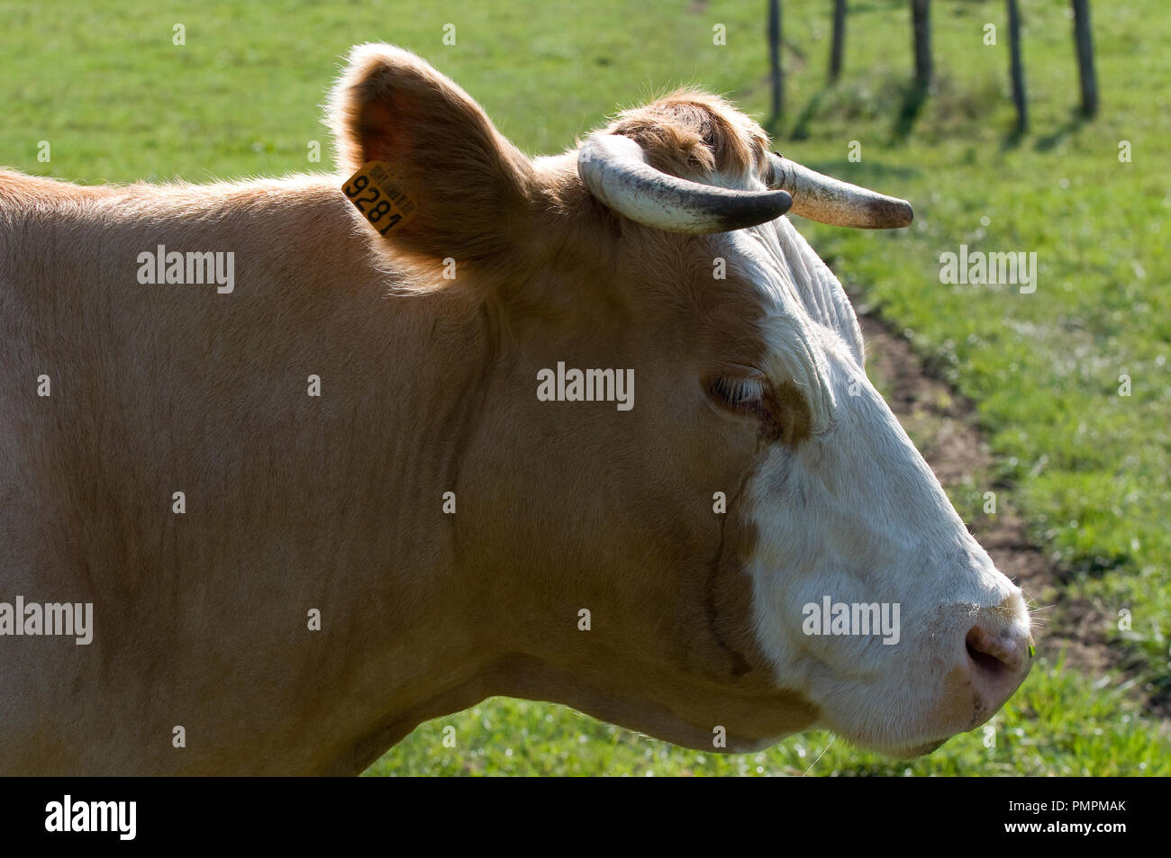 French Simmental (Bos taurus) Cow, cattle Stock Photo - Alamy