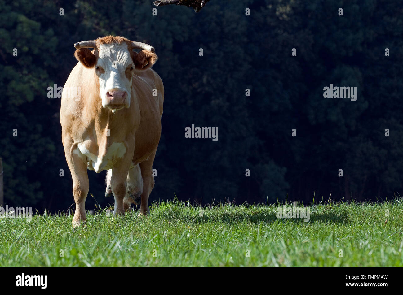 French Simmental (Bos taurus) Cow, cattle Stock Photo - Alamy