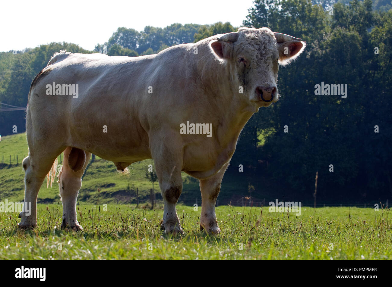 Blonde d'Aquitaine (Bos taurus) Bull Stock Photo - Alamy