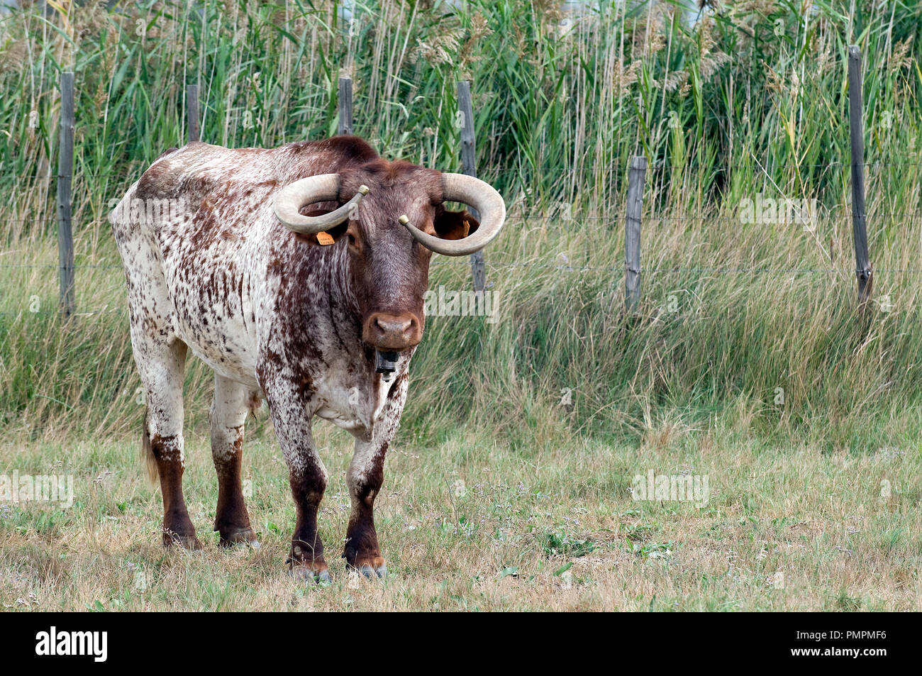 Bull (Bos taurus) Cross breeds, Longhorn x spanish cattle, Camargue ...