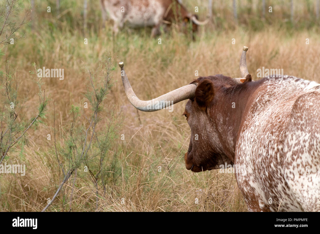 Bull (Bos taurus) Cross breeds, Longhorn x spanish cattle, Camargue ...
