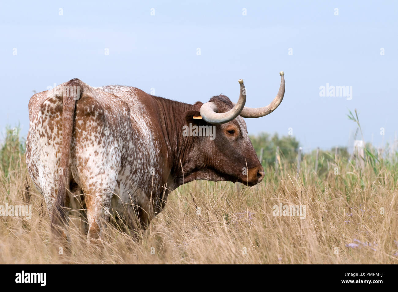 Spanish Longhorn Cattle