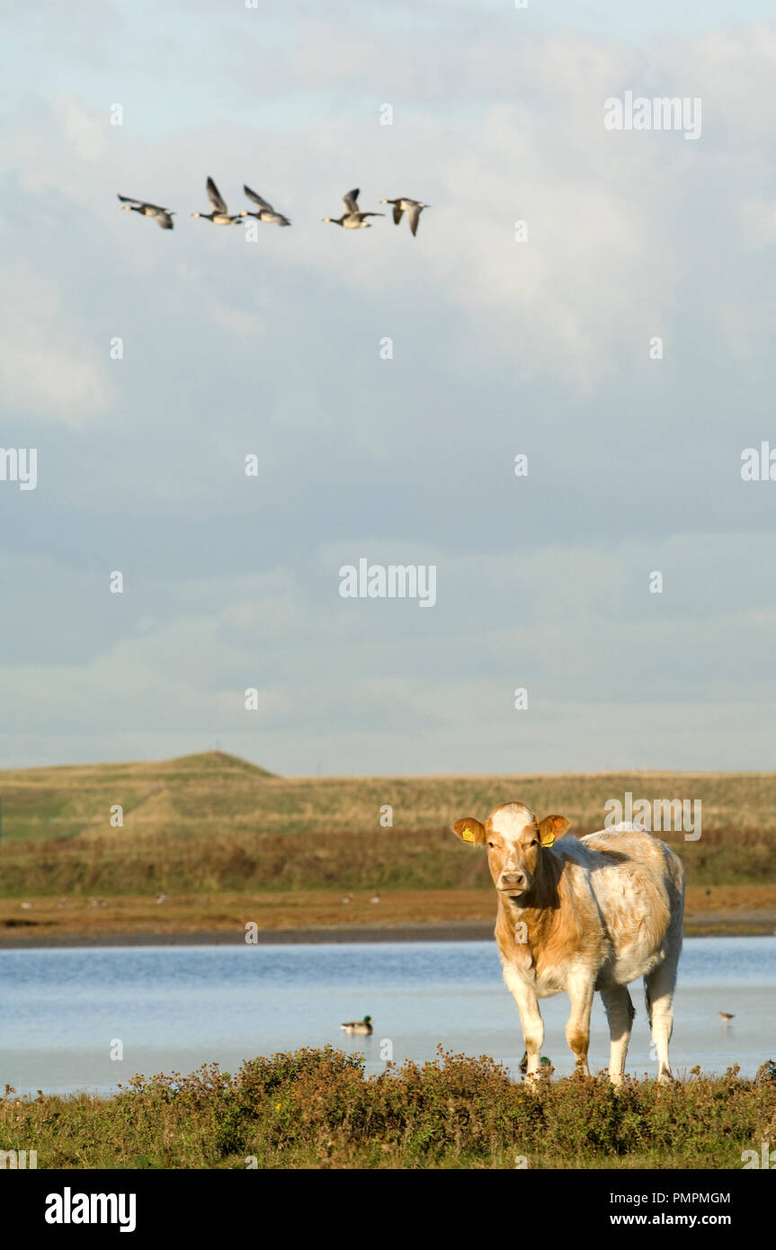 Cattle (Bos taurus) Cow; Netherlands Stock Photo - Alamy