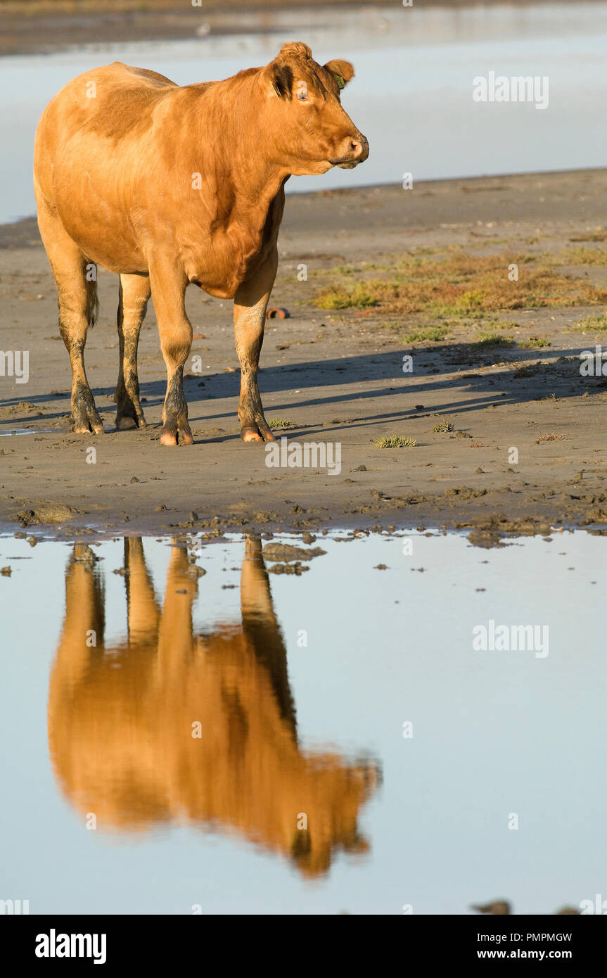 Limousine (Bos taurus) Cattle, Cow Stock Photo - Alamy