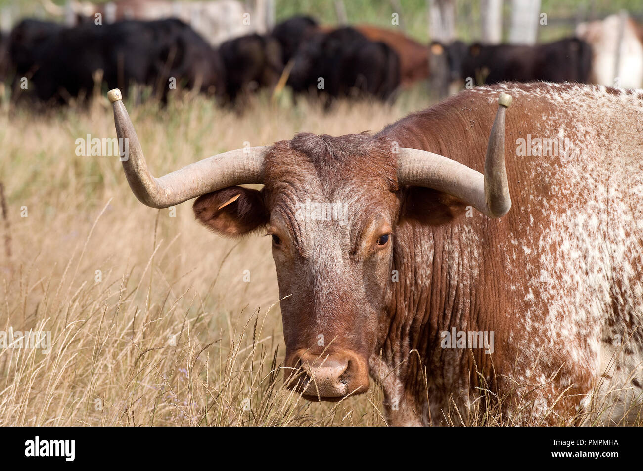 X breeds hi-res stock photography and images - Alamy
