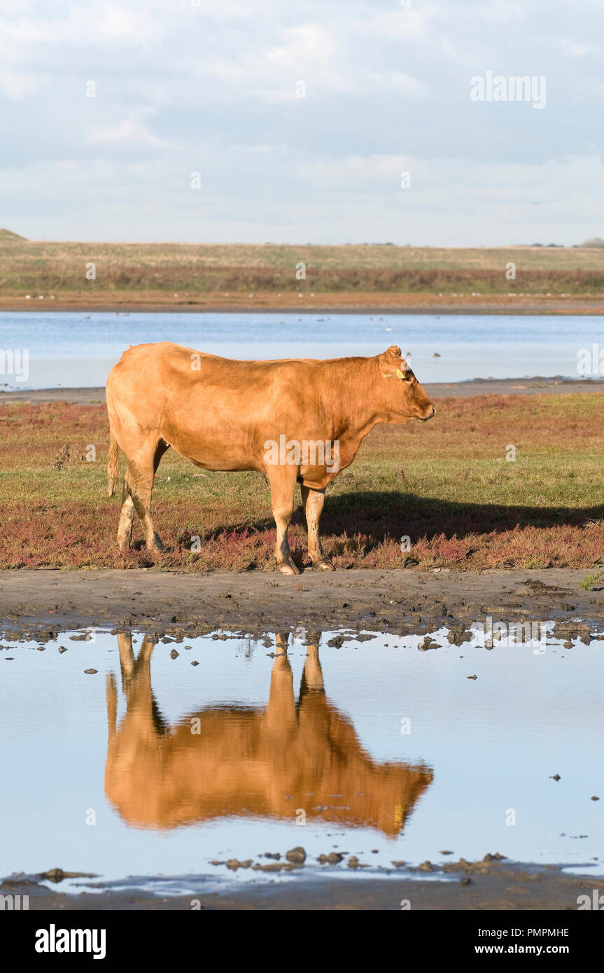 Limousine bos taurus hi-res stock photography and images - Alamy