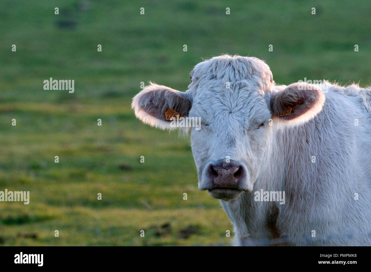 Charolais cattle (Bos taurus) Sleeping, France Stock Photo - Alamy