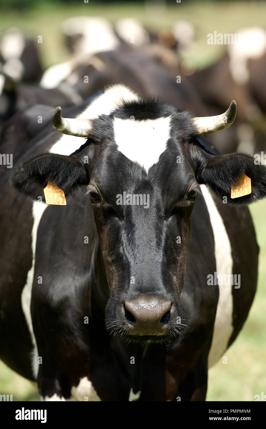 Primholstein cattle hi-res stock photography and images - Alamy