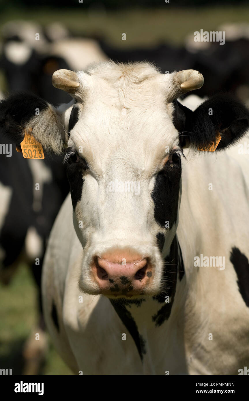 Primholstein cattle hi-res stock photography and images - Alamy