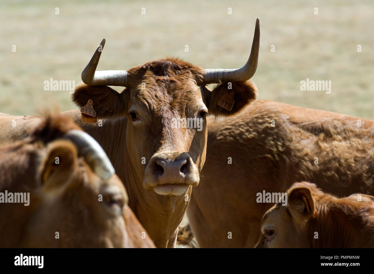 Limousine cattle (Bos taurus) France Stock Photo - Alamy