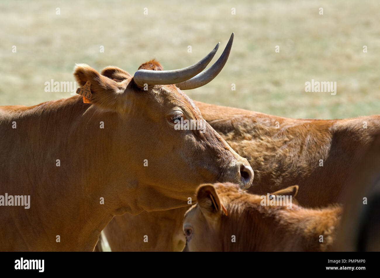 Limousine cattle (Bos taurus) France Stock Photo - Alamy