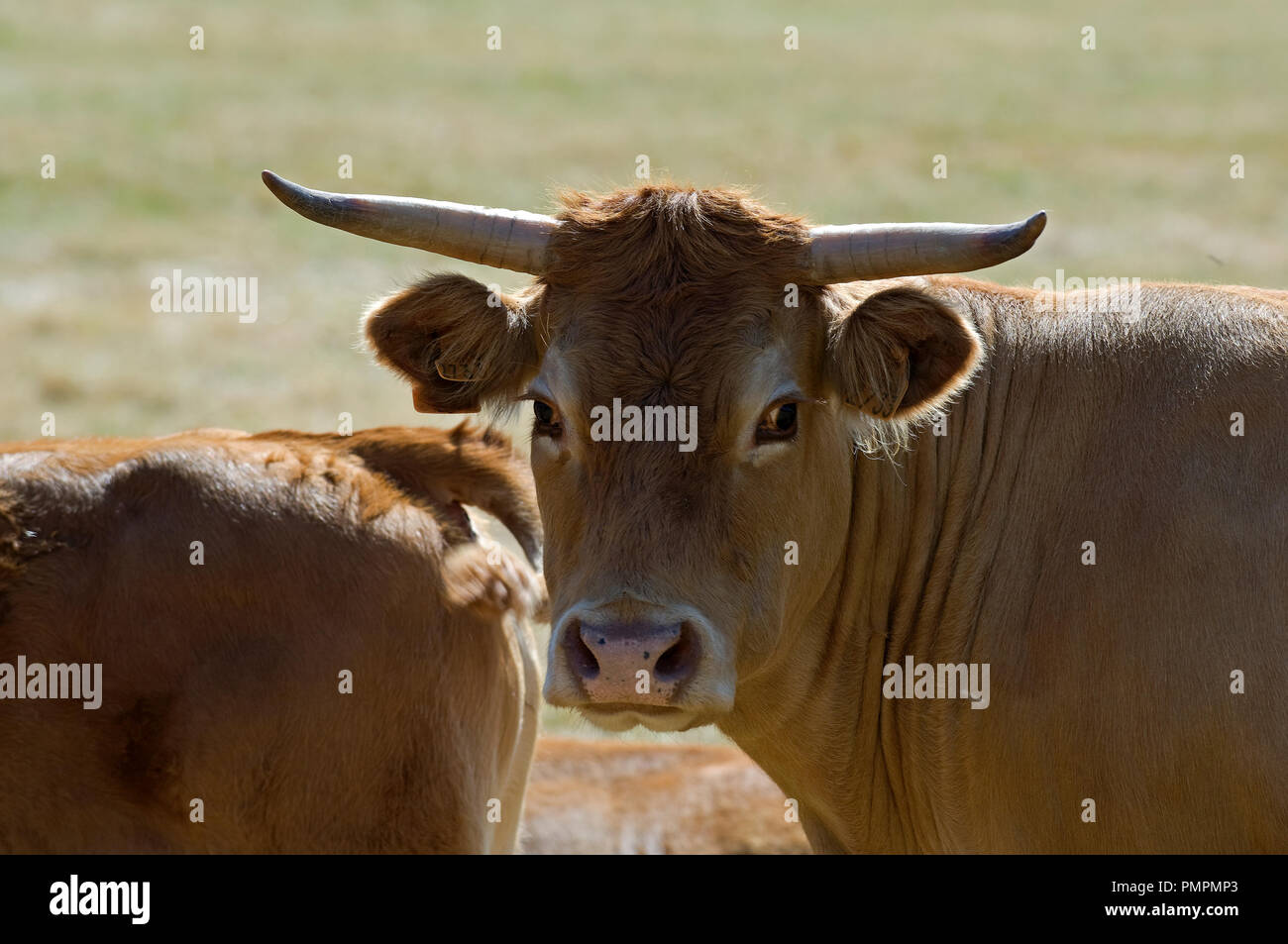 Limousine cattle (Bos taurus) France Stock Photo - Alamy