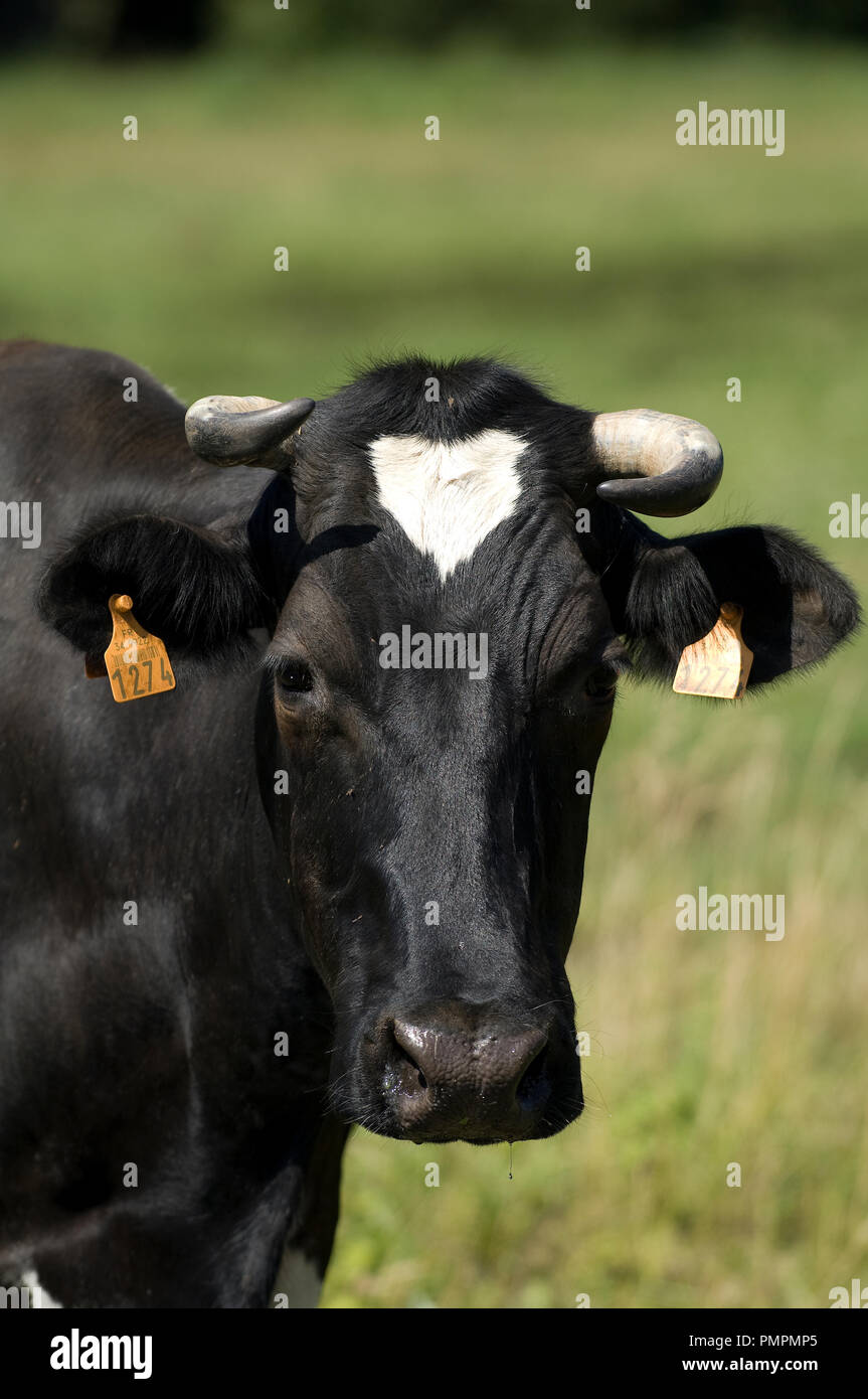 Primholstein cattle hi-res stock photography and images - Alamy