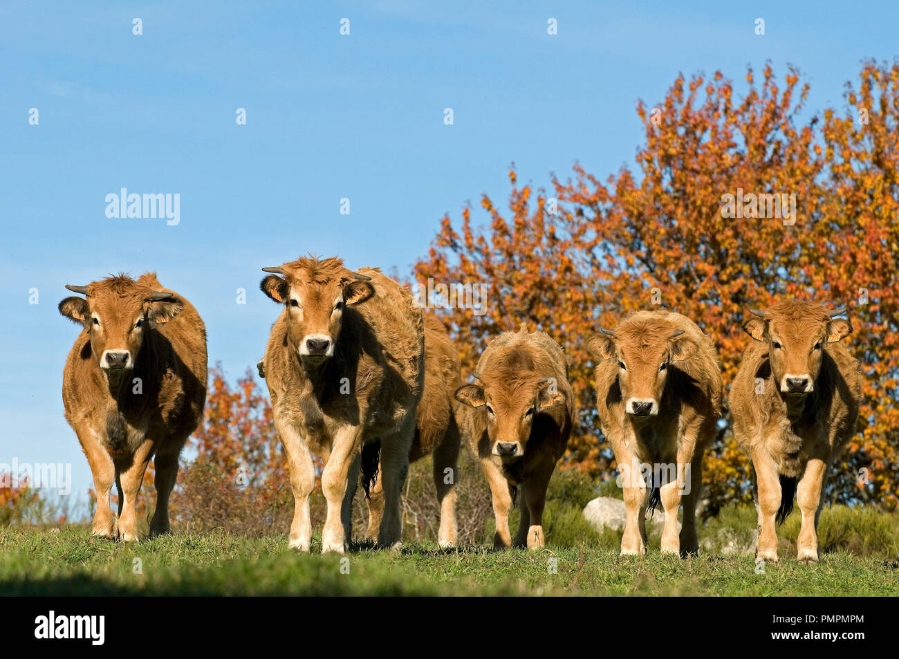 Aubrac (Bos taurus) Cattle, Calves, France Stock Photo - Alamy
