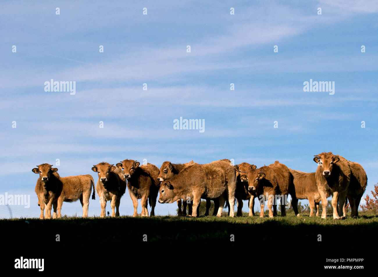 Aubrac cow hi-res stock photography and images - Alamy
