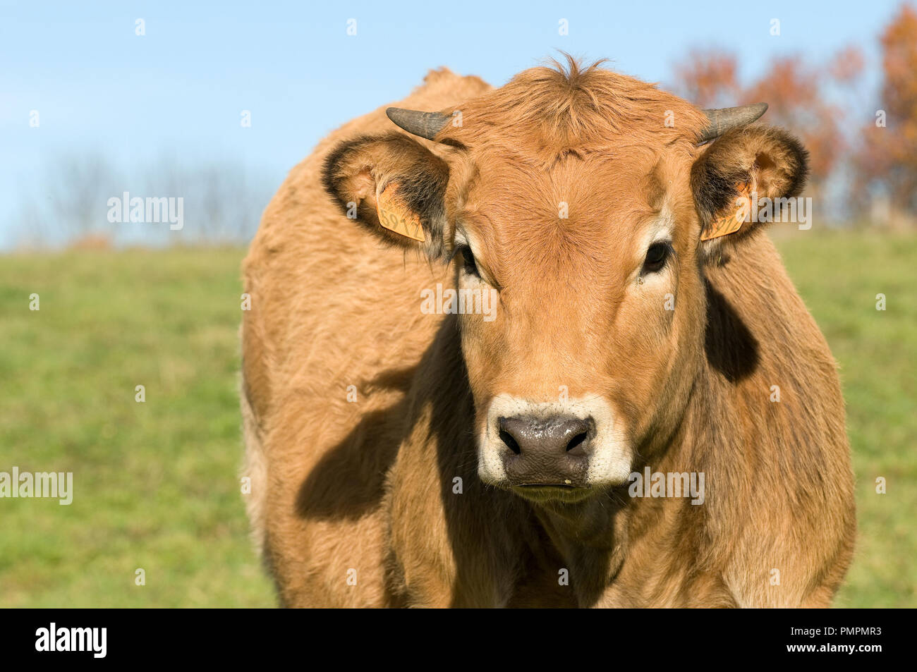 Aubrac cow and calf hi-res stock photography and images - Alamy