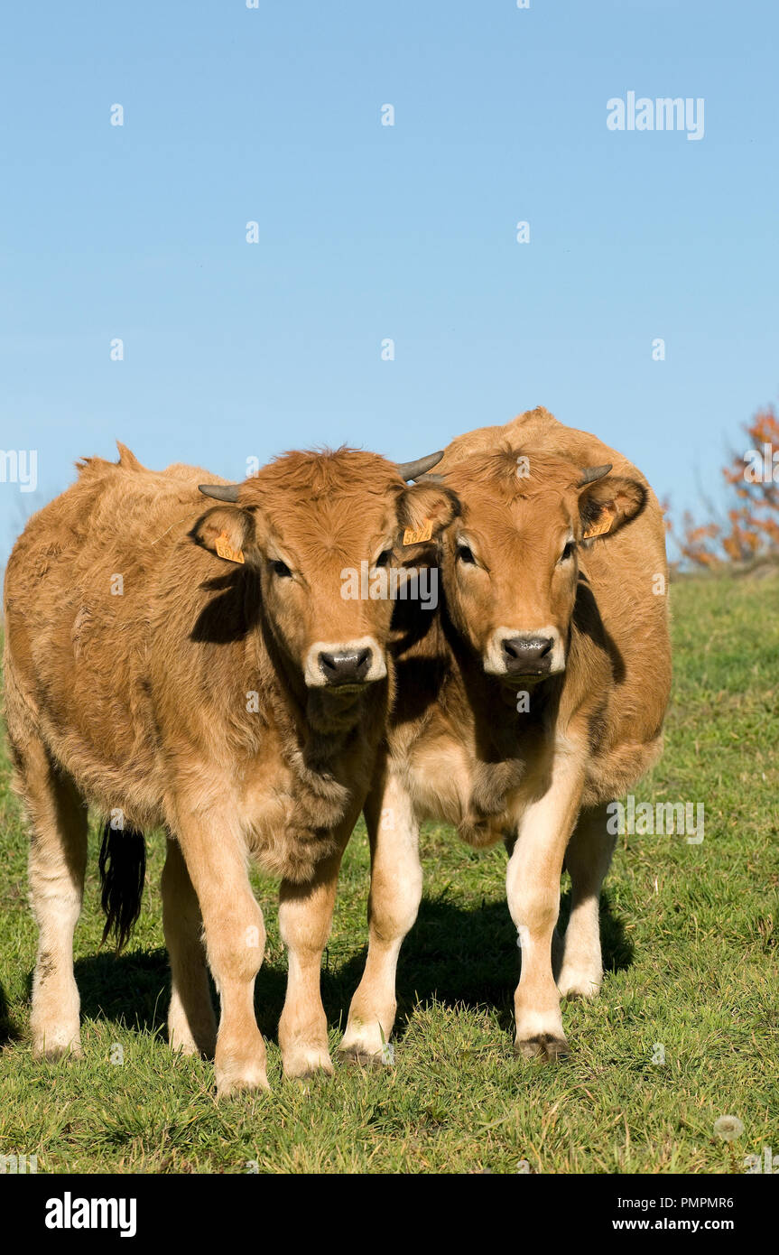 Aubrac (Bos taurus) Cow, Calves, France Stock Photo - Alamy