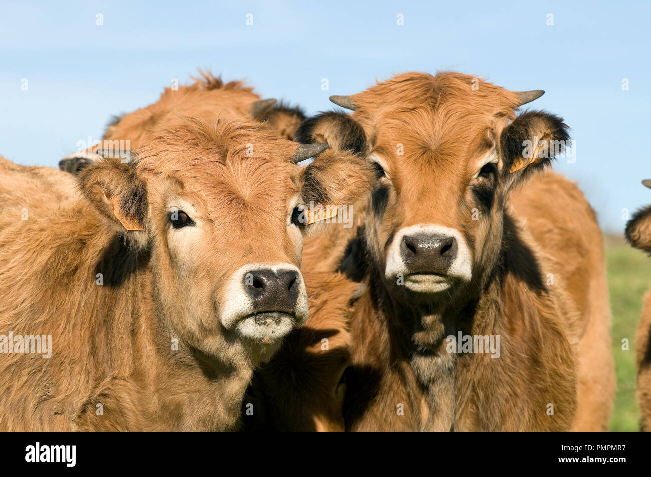 Aubrac High Resolution Stock Photography and Images - Alamy
