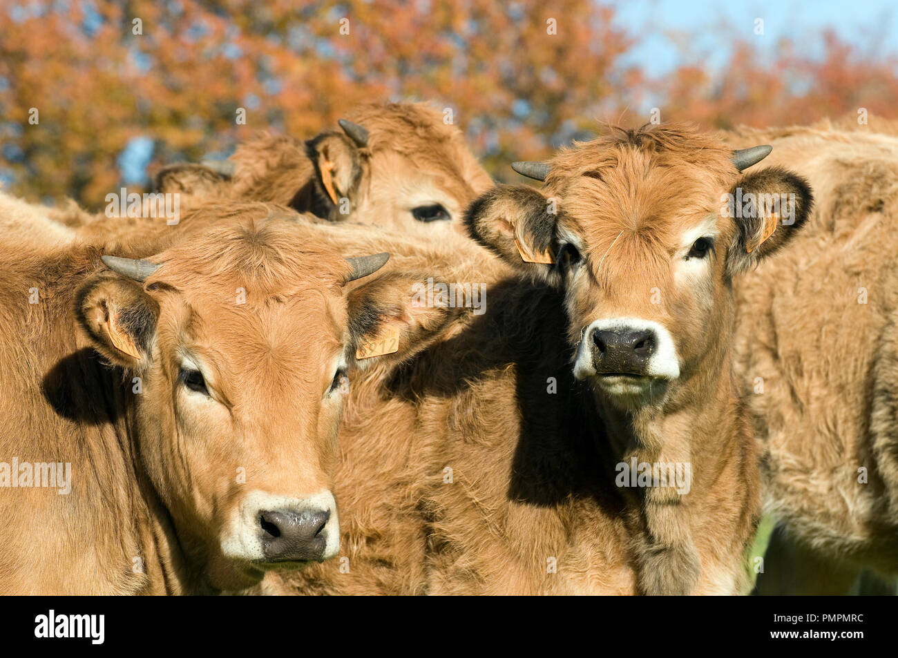 Aubrac (Bos taurus) Cow, Calves, France Stock Photo - Alamy