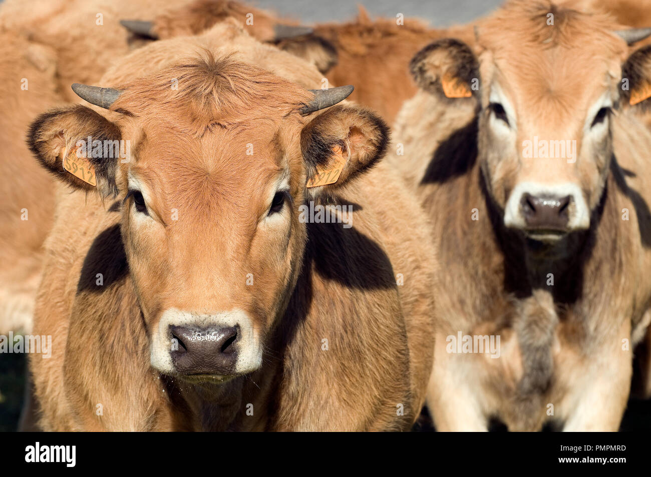 Aubrac cow and calf hi-res stock photography and images - Alamy