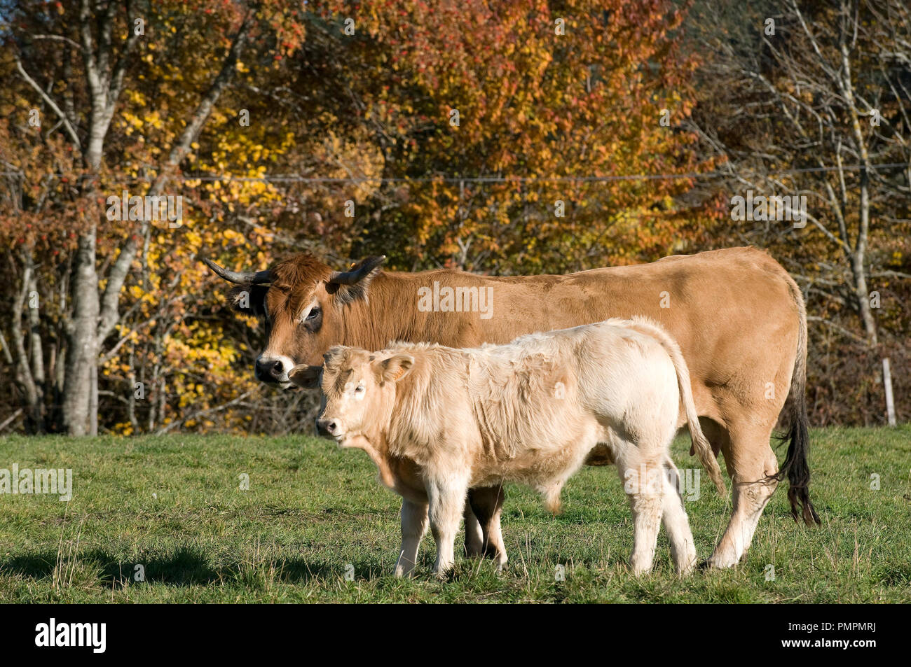 Aubrac cow and calf hi-res stock photography and images - Alamy