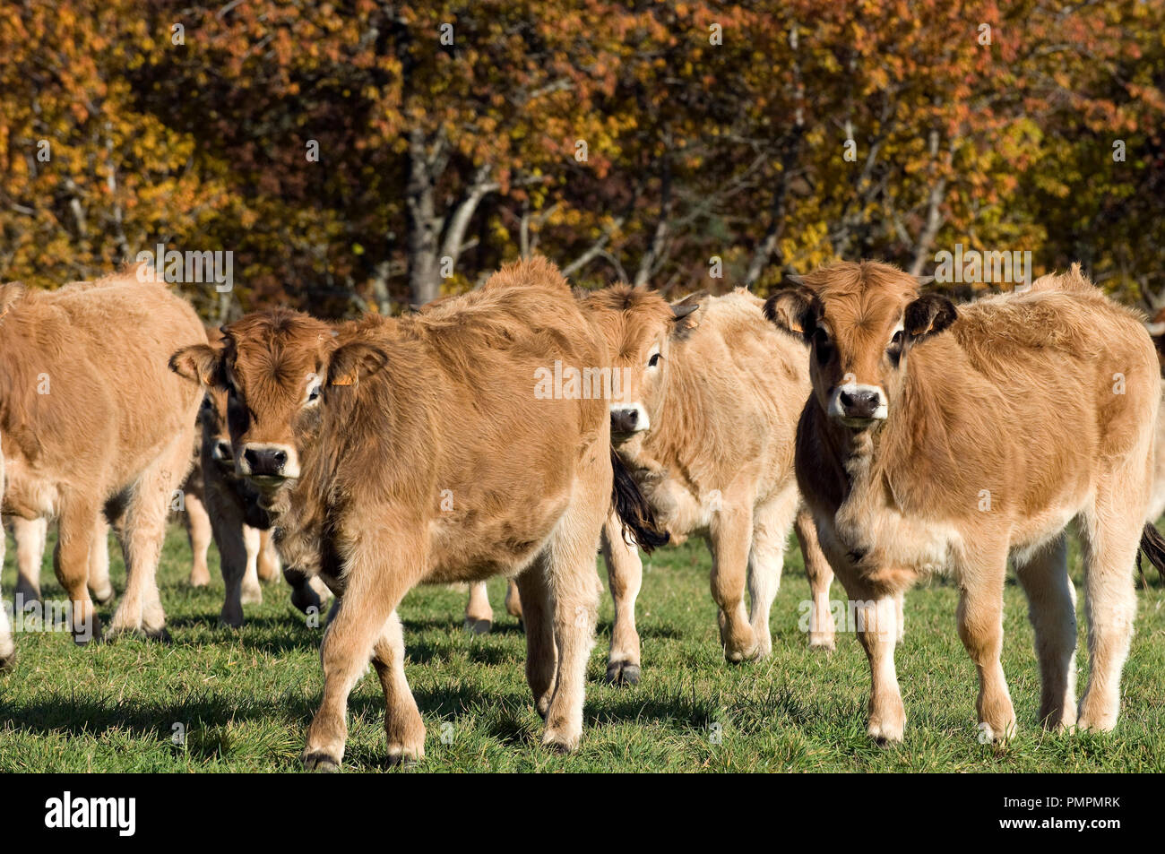 Aubrac (Bos taurus) Cattle, Calves, France Stock Photo - Alamy