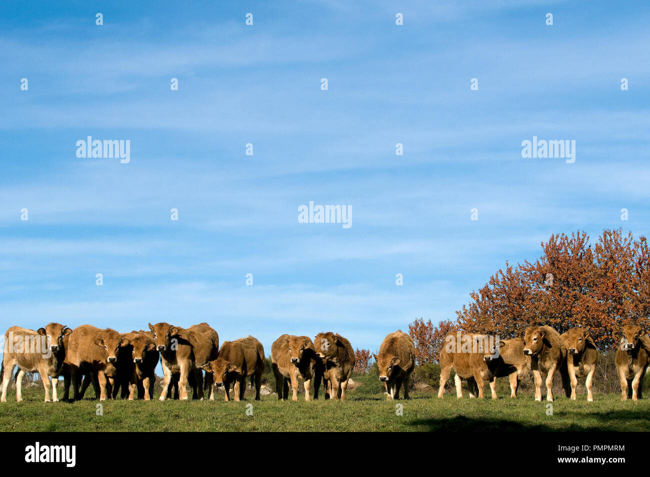 Aubrac (Bos taurus) Cattle, Calves, France Stock Photo - Alamy
