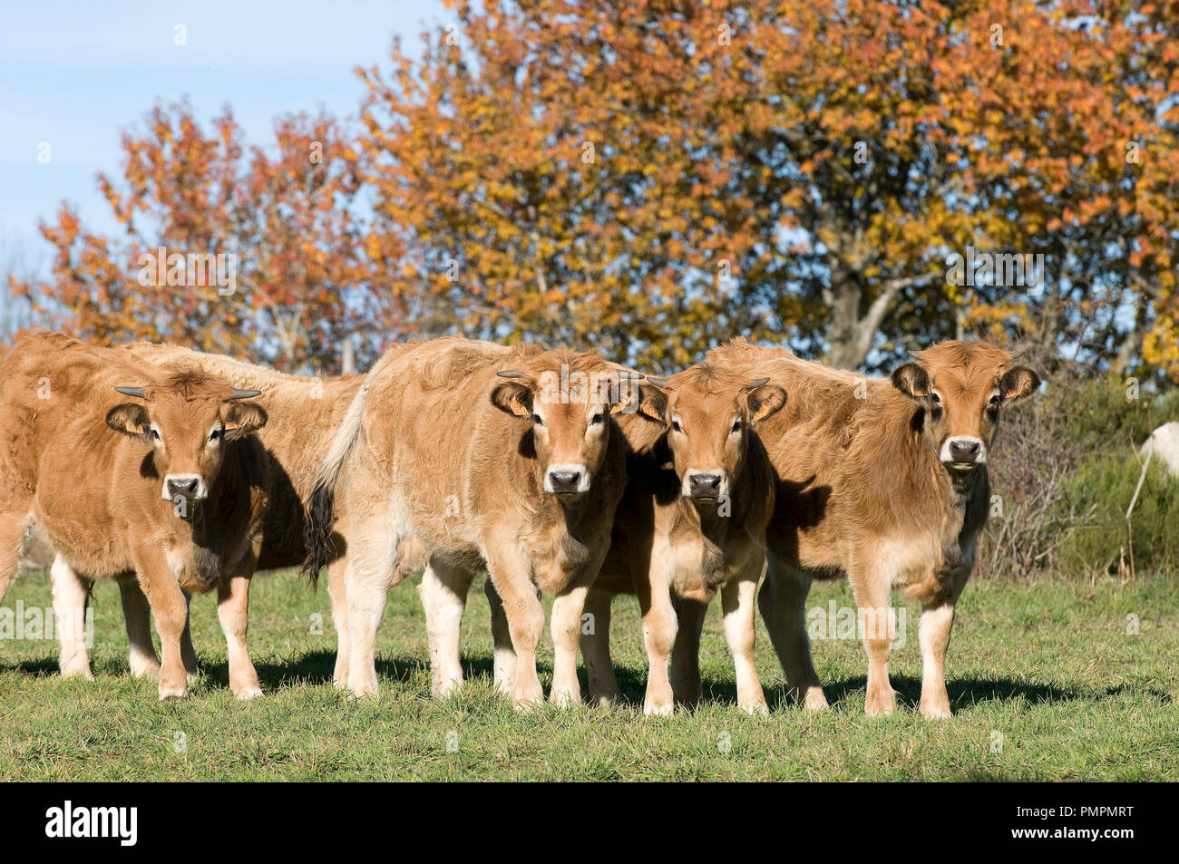Aubrac (Bos taurus) Cattle, Calves, France Stock Photo - Alamy