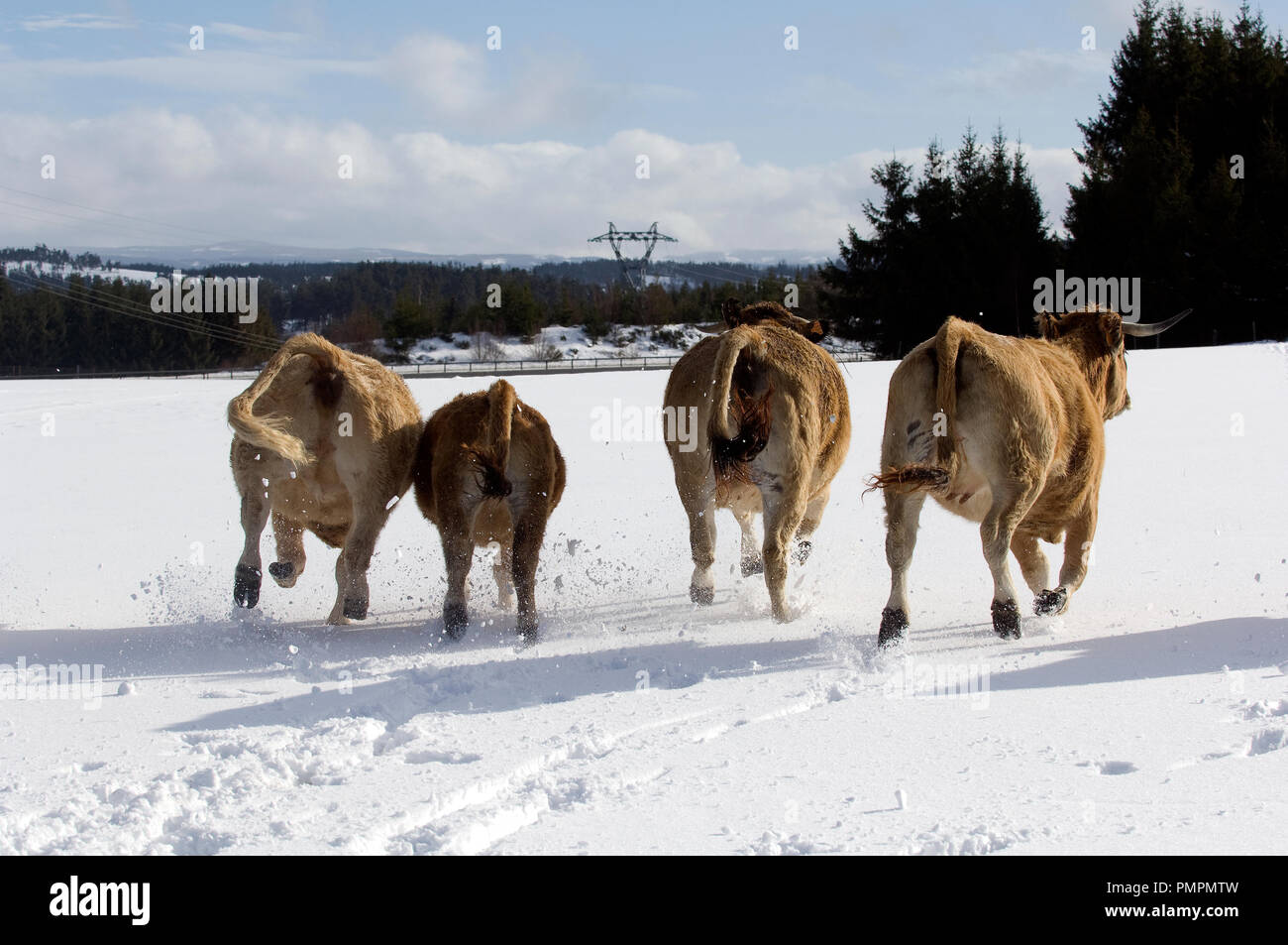 Aubrac (Bos taurus) Cattle, Female and Calf, France Stock Photo - Alamy