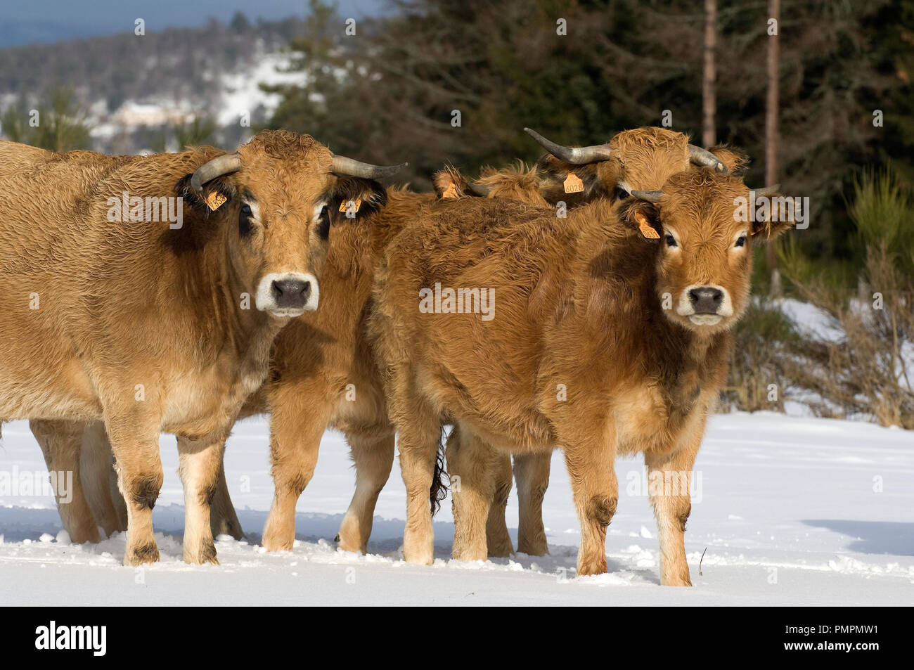 Aubrac (Bos taurus) Cattle, Female and Calf, France Stock Photo - Alamy