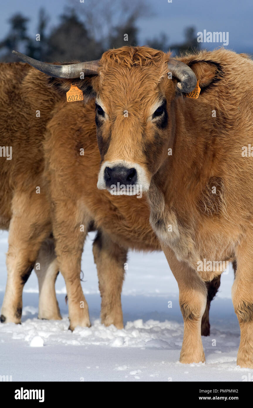 Aubrac (Bos taurus) Cattle, France Stock Photo - Alamy