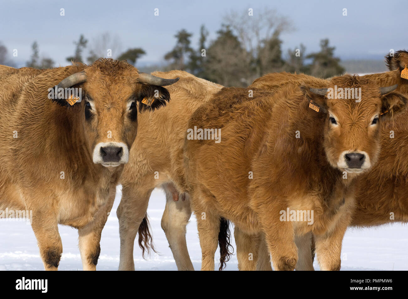 Aubrac (Bos taurus) Cattle, Female and Calf, France Stock Photo - Alamy
