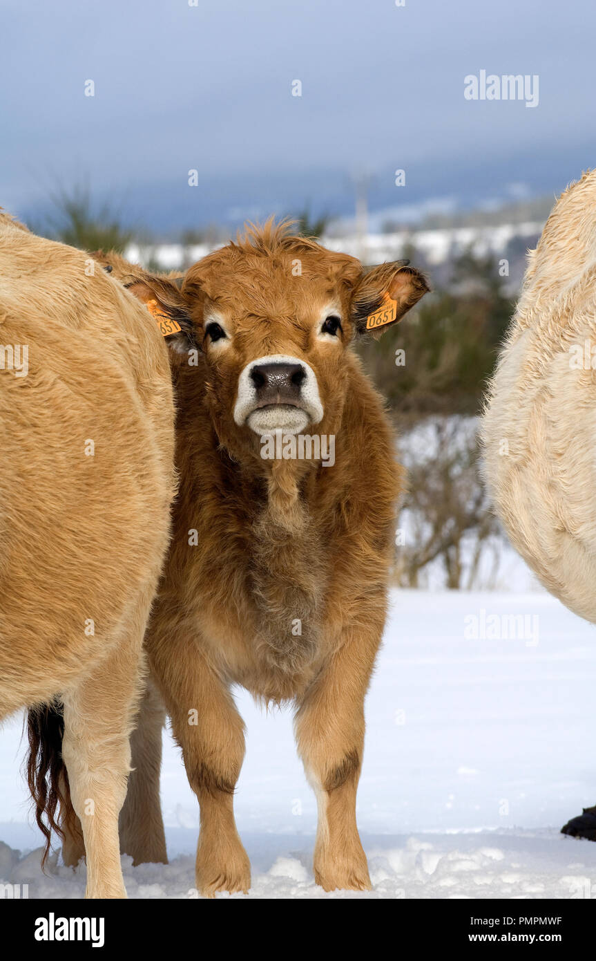 Aubrac (Bos taurus) Cattle, Calf, France Stock Photo - Alamy