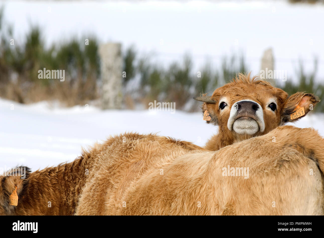 Taurus of aubrac hi-res stock photography and images - Alamy