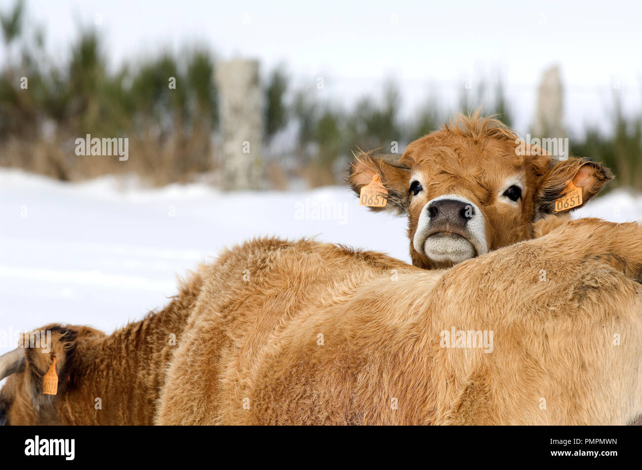 Aubrac (Bos taurus) Cattle, Calf, France Stock Photo - Alamy