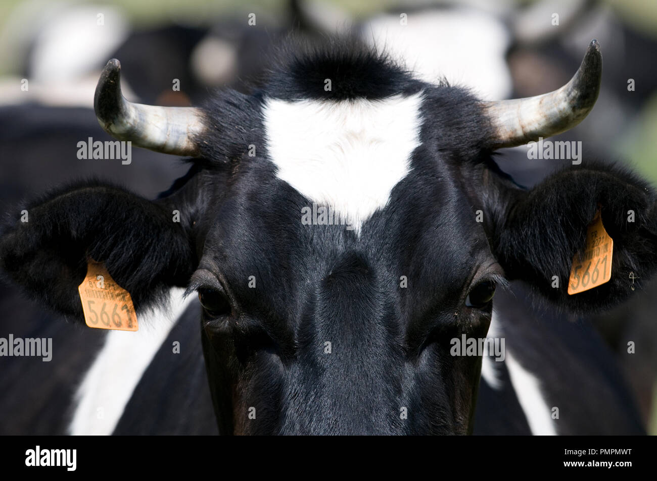 Prim'Holstein (Bos taurus) cattle, France Stock Photo - Alamy