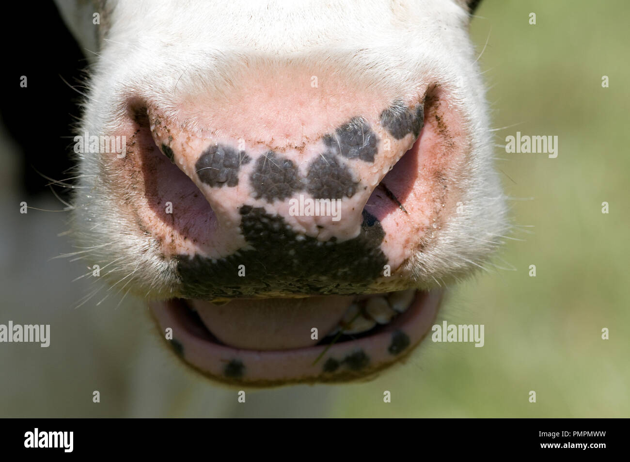 Cow Muzzle High Resolution Stock Photography and Images - Alamy