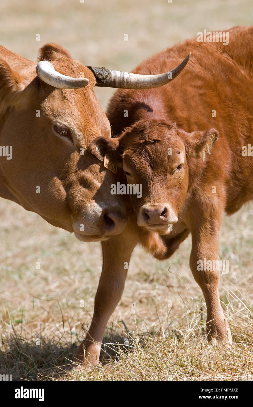 Limousine cattle (Bos taurus), Female and calf, France Stock Photo - Alamy
