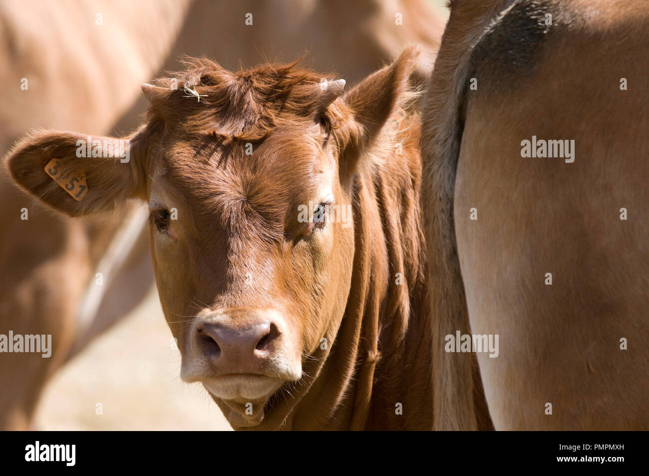 Limousine calf hi-res stock photography and images - Alamy