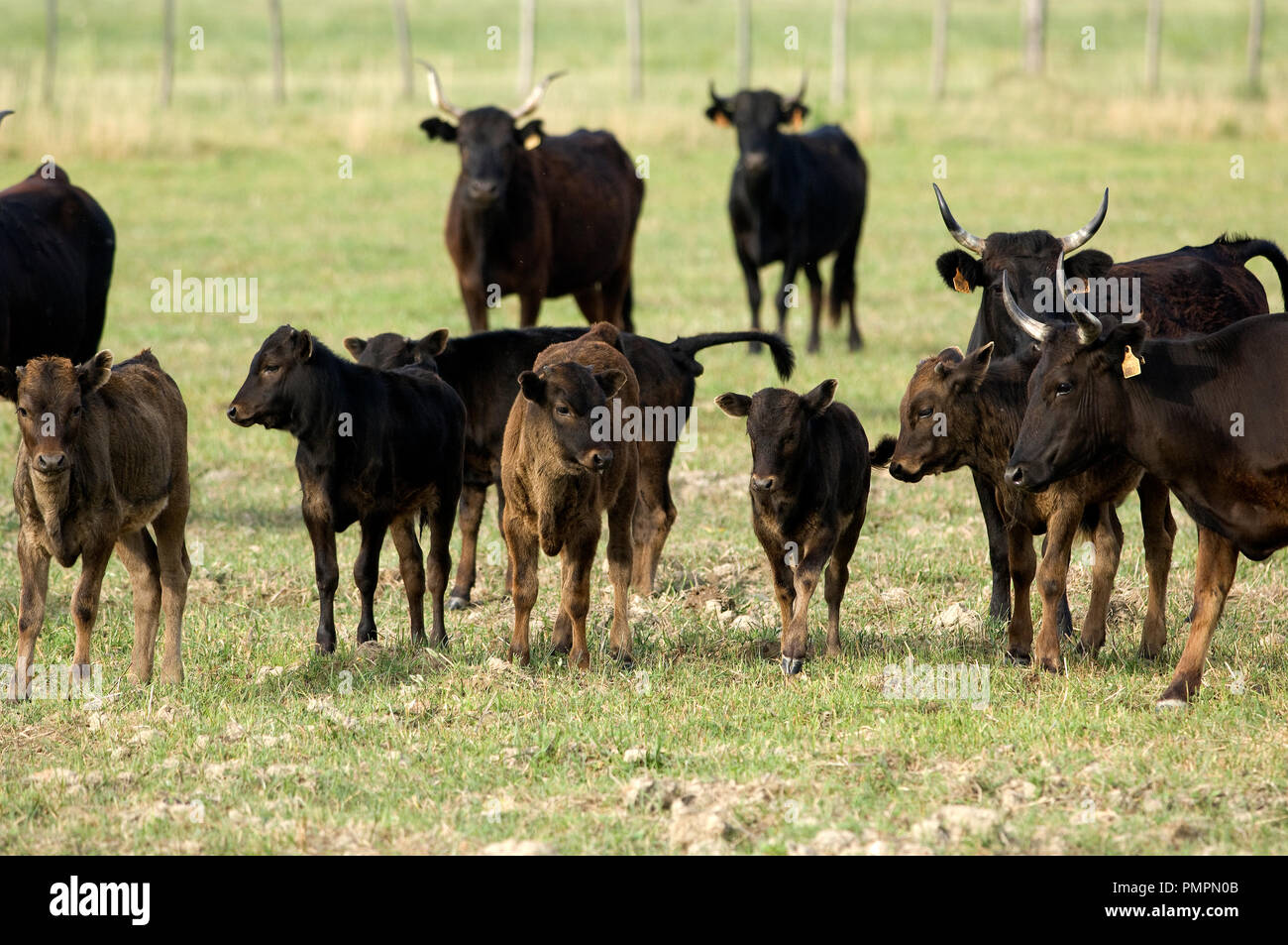 Camargue cattle with calves (Bos taurus), France // Vache Camargue ...
