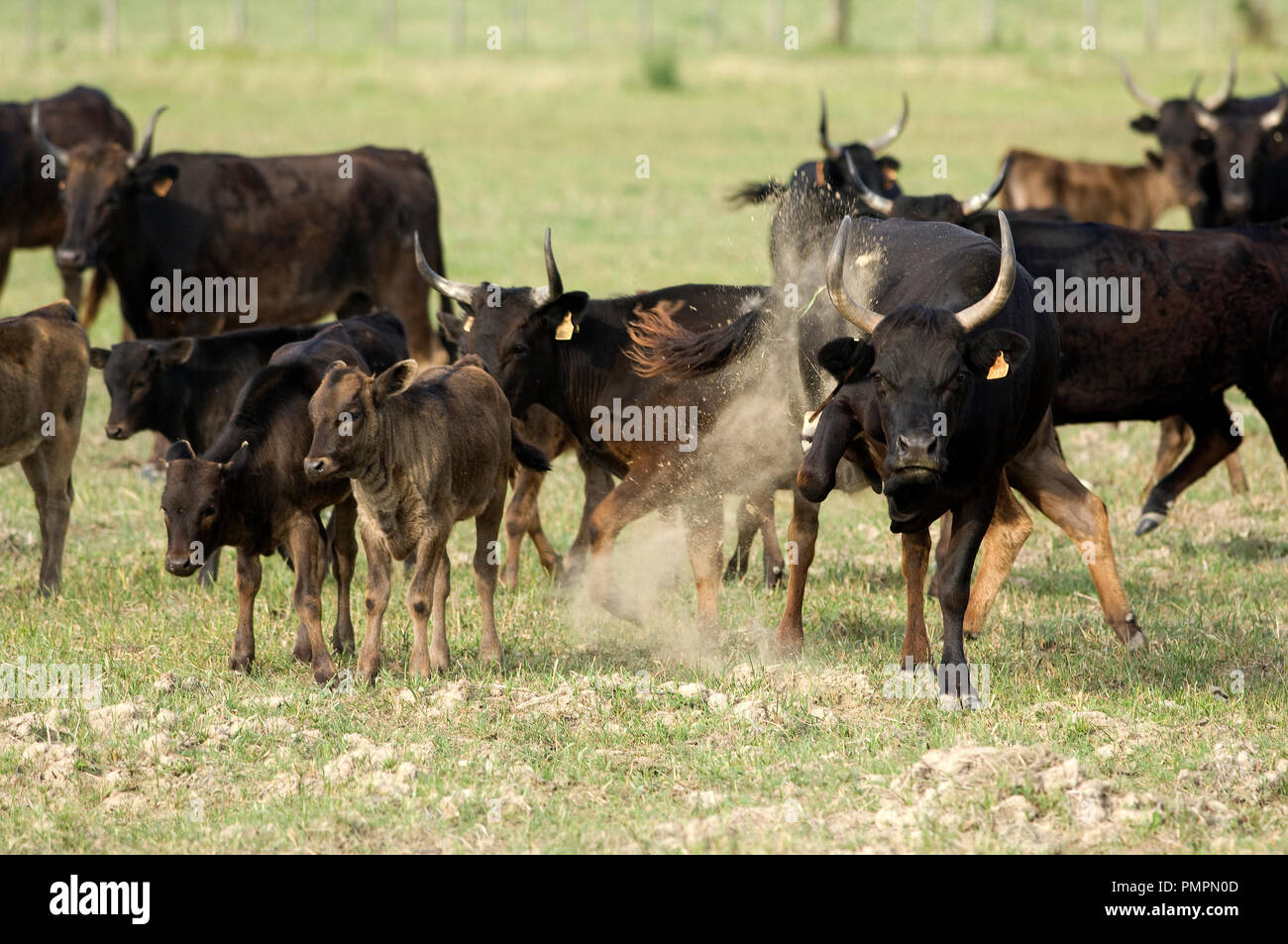 Camargue cattle hi-res stock photography and images - Alamy