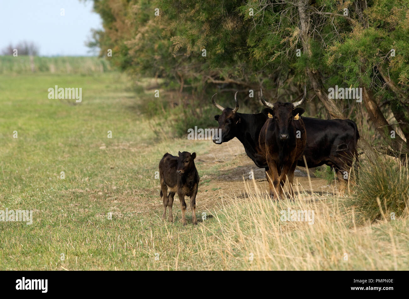 Camargue Cattle High Resolution Stock Photography and Images - Alamy