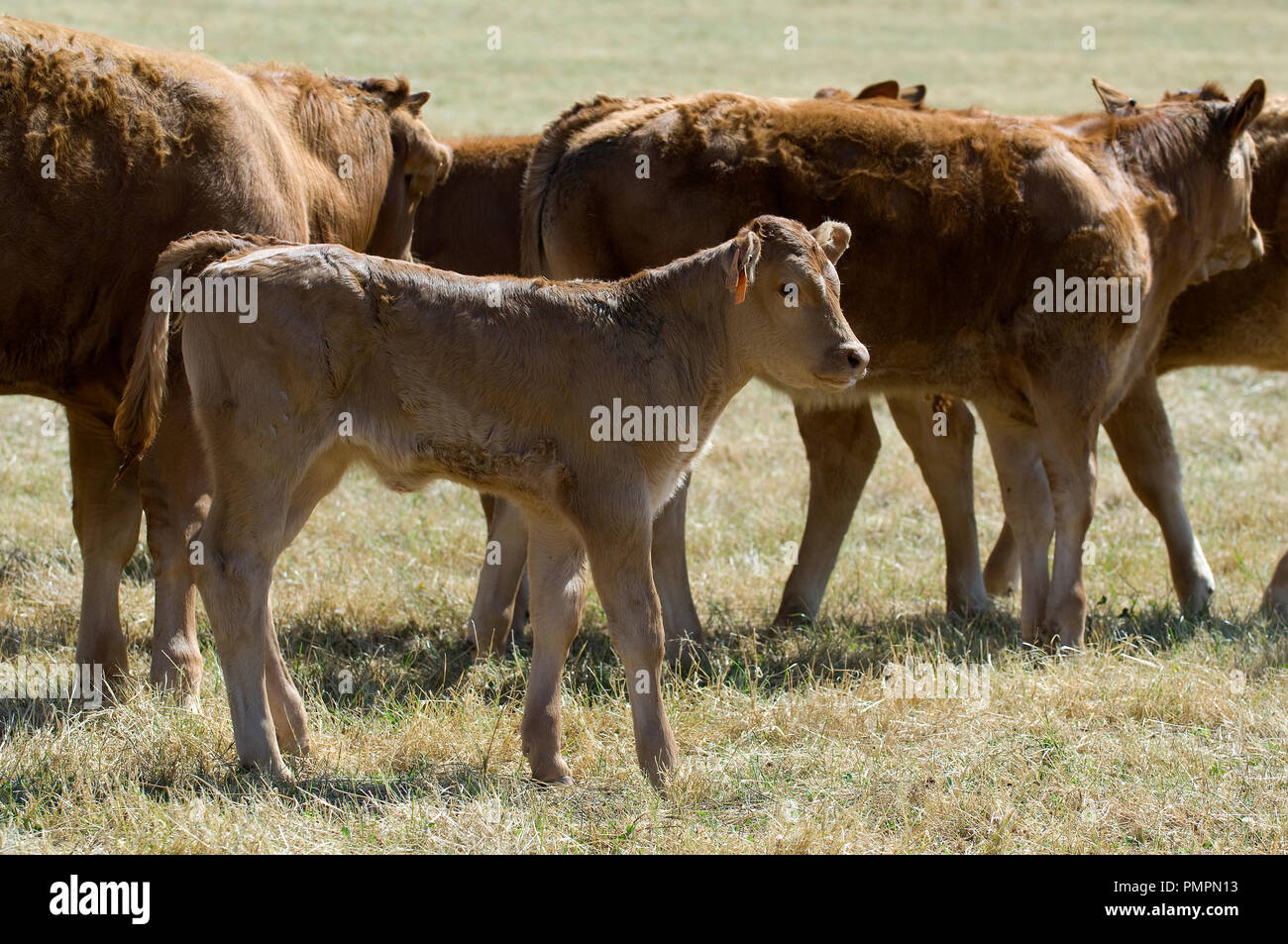 Limousine cattle (Bos taurus), Calf, France Stock Photo - Alamy